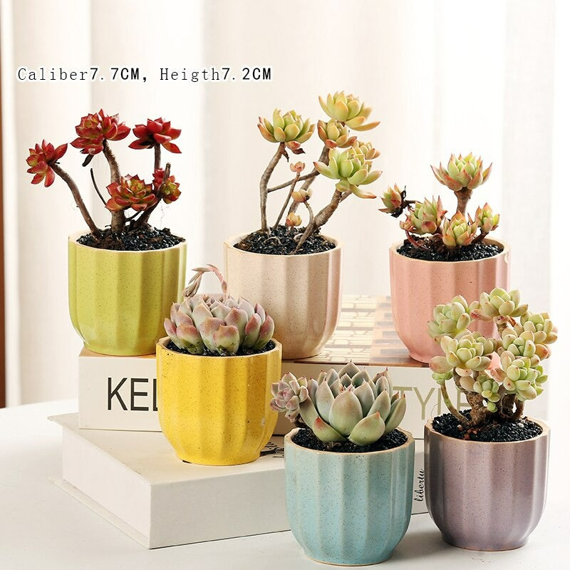Colorful Ceramic Succulent Pot - D – The Succulent Emporium Australia