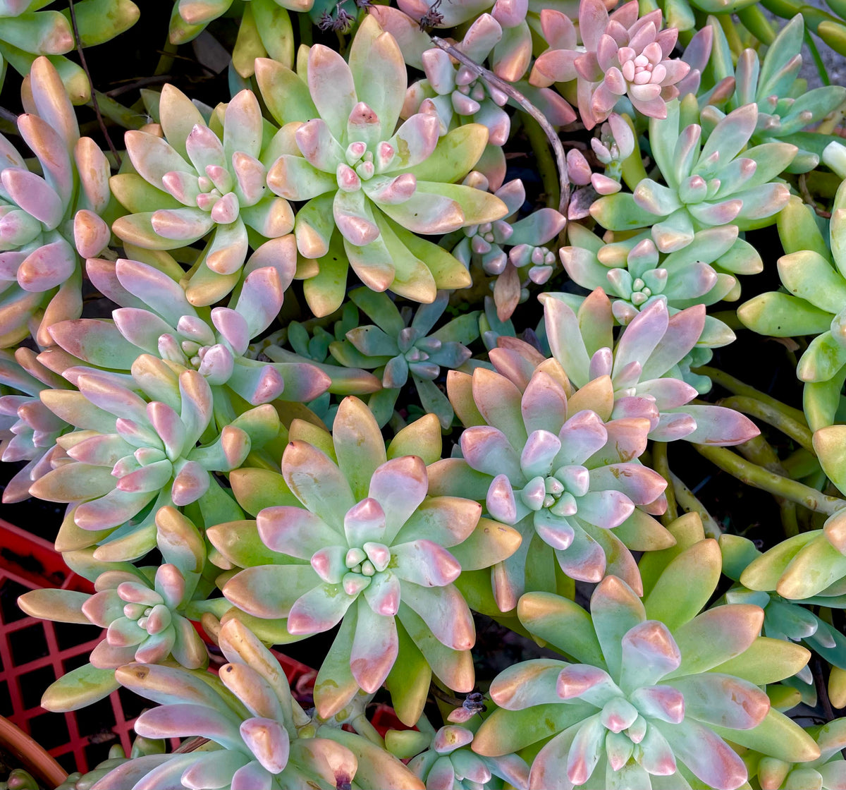 Individual cutting - "Sedum Sediforme/Pale Stonecrop" – The Succulent ...